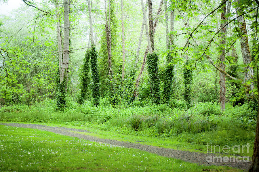 Alderbrook 2020 Photograph By Michael Ziegler Fine Art America