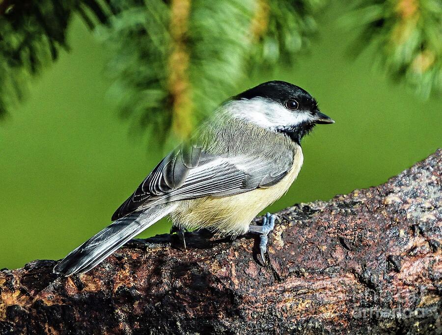 Alert Black-capped Chickadee Photograph by Cindy Treger - Pixels