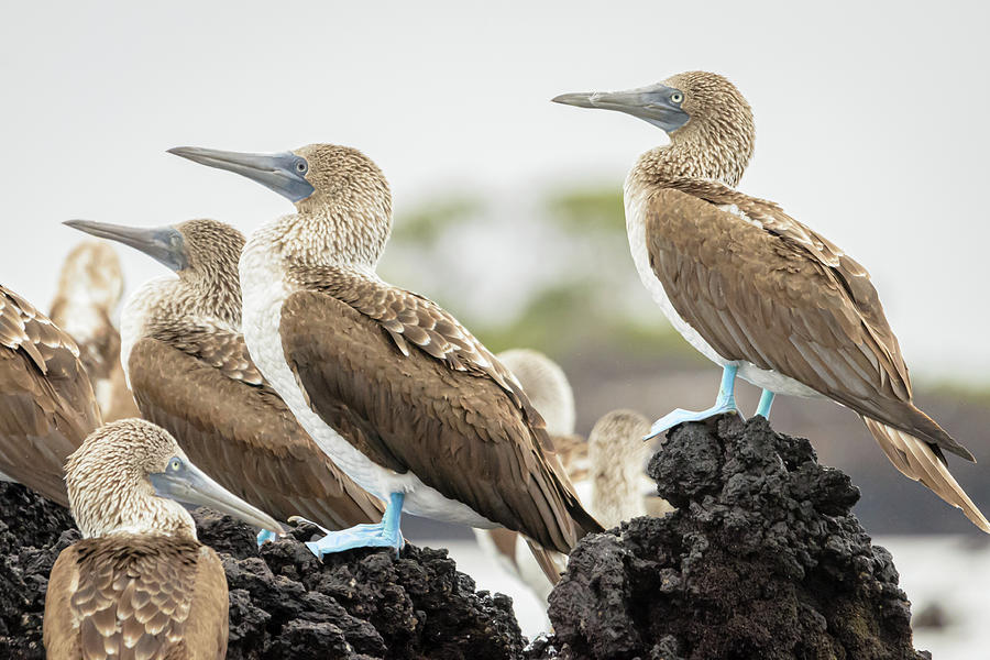 Aligned Blue Footed Boobies Photograph By Adrian O Brien Fine Art America