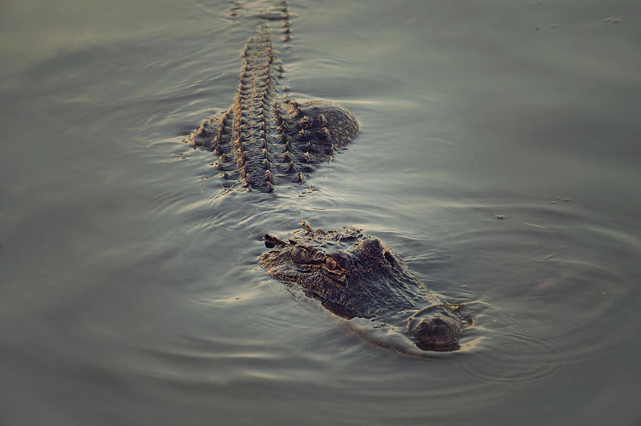 Alligator Digital Art by Alicia Claire Portraiture - Fine Art America