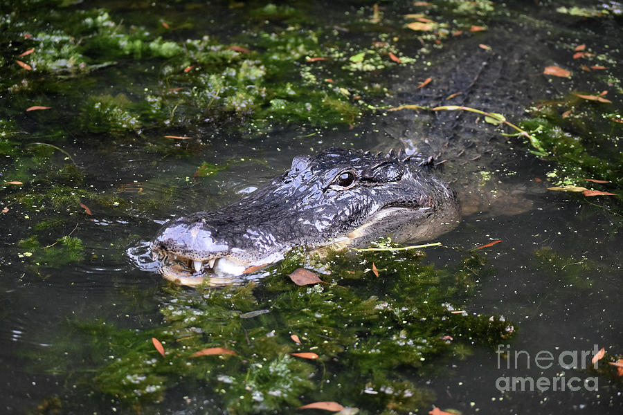 Alligator Emerging From the Swamp Waters in Louisiana Photograph by ...