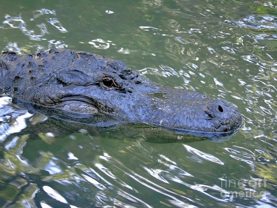 Alligator Face Photograph by D Hackett - Fine Art America