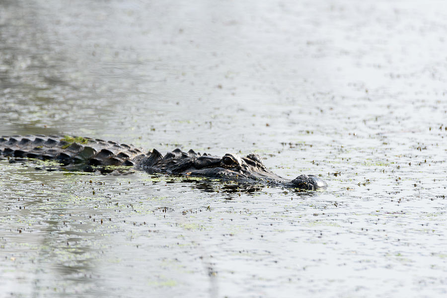 Alligator Swimming In Water-1718 Photograph by Keith Johnson - Fine Art ...