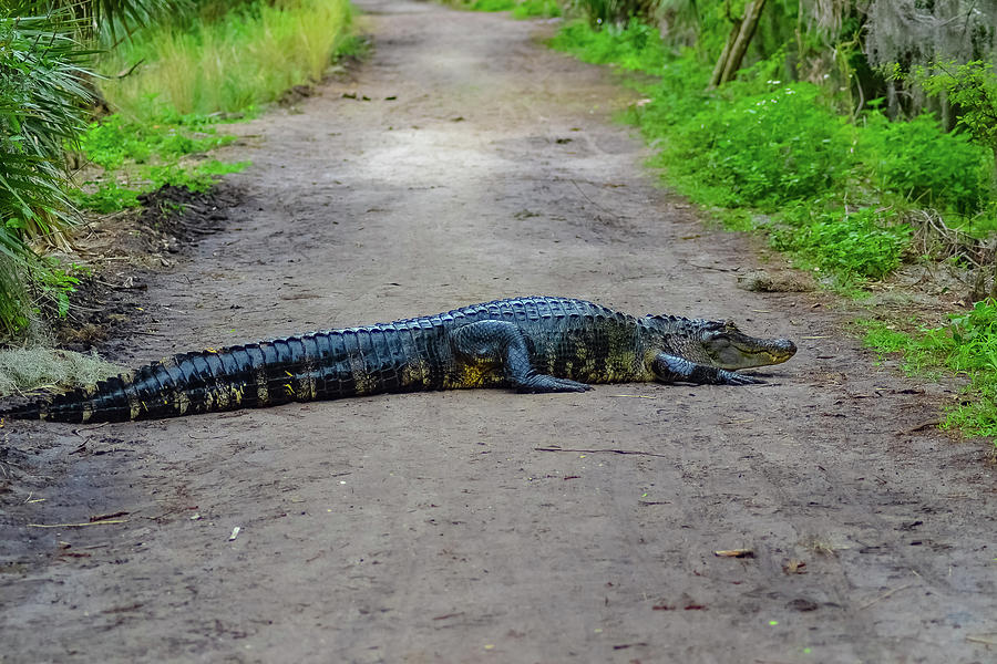 Alligator taking a Break Photograph by Suzanne Torres Tankersley - Fine ...