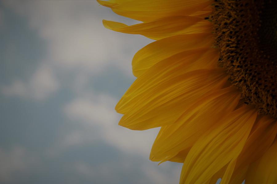 Almost Fall Photograph by Ashley Williams - Fine Art America