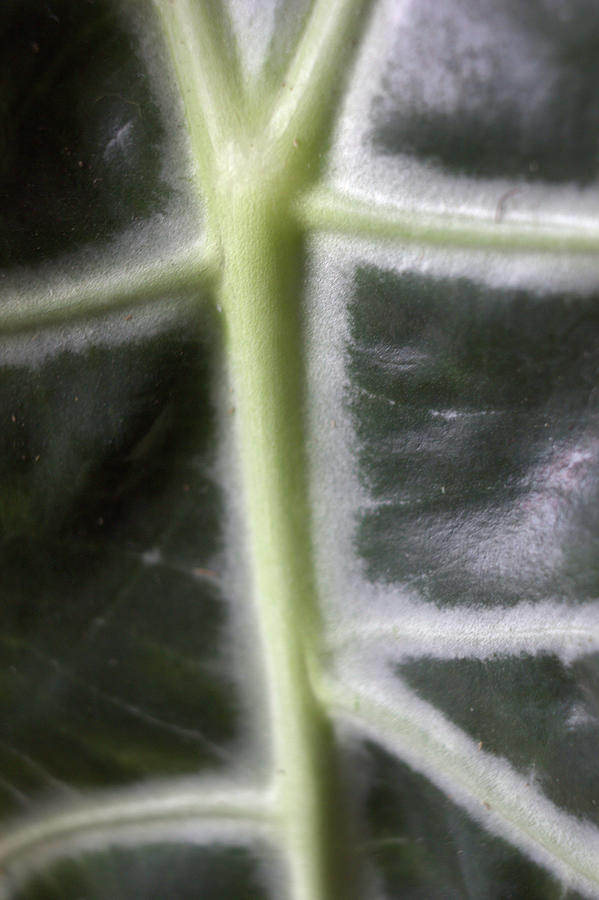 Alocasia is known usually as the Kris Plant or Elephant Ear. Abstract ...