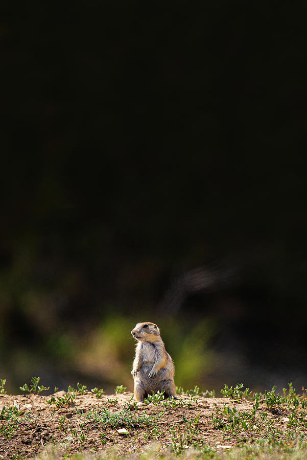 Alone on the Prairie Photograph by Tim Samuelson - Fine Art America