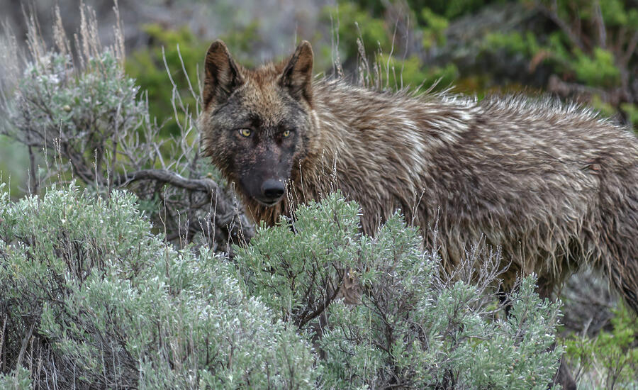 Alpha Female Wolf #926 In Yellowstone Photograph by Yeates Photography ...