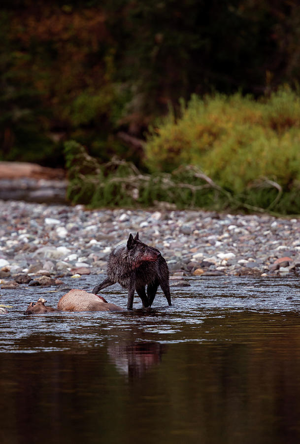 Alpha Wolf, Female 926 1340 Photograph by George Erwin Turner - Pixels