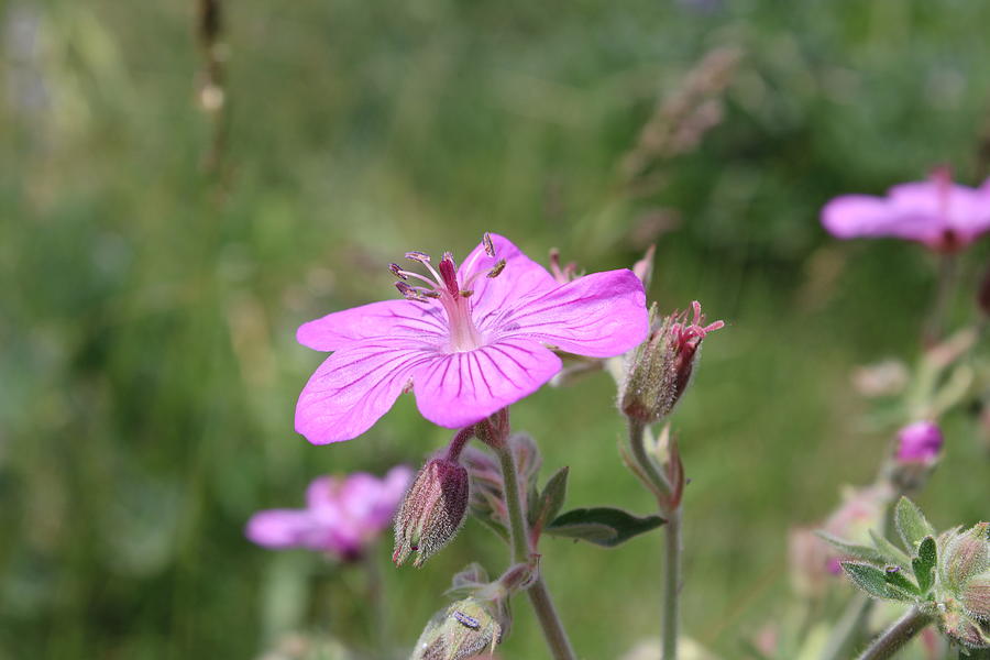 Alpine Geraniums Photograph by Brent Jacobs - Fine Art America