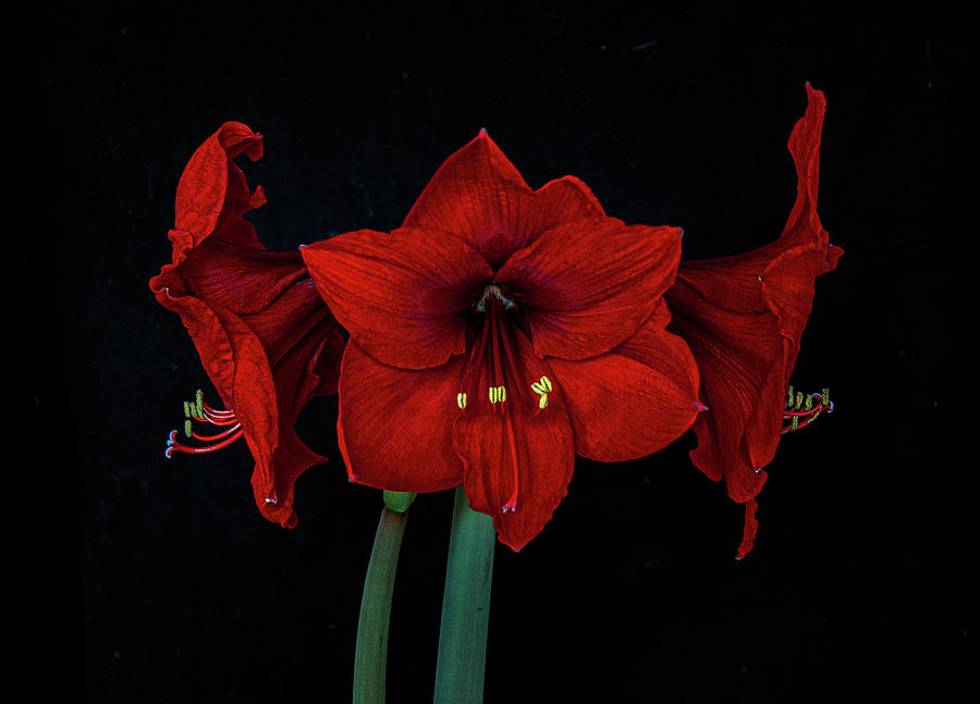 Amaryllis. Life cycle 8 Photograph by Lyudmyla Pokryshen Amaryllis. Life cycle 8 Photograph by Lyudmyla Pokryshen