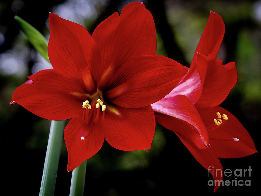 Amaryllis Red Bulb Flower Photograph by Philip And Robbie Bracco - Fine ...