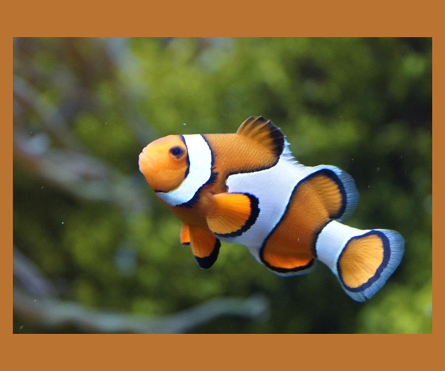 Amazing fish Photograph by Essam Falcon - Fine Art America