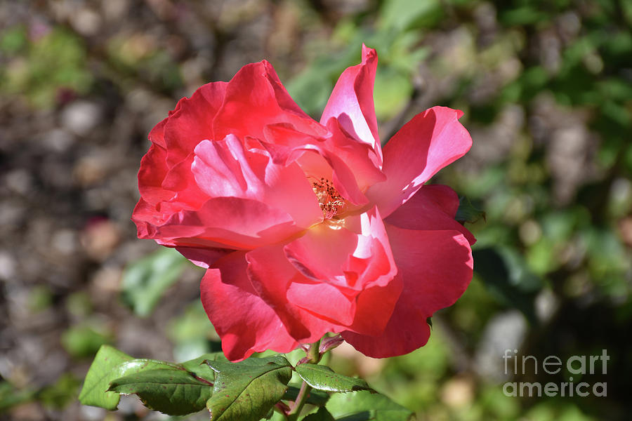 Amazing Red Rose Flowering in a Rose Garden Photograph by DejaVu ...