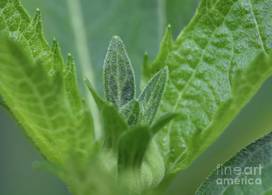 Amazing Up Close Look at a Budding Plant Photograph by DejaVu Designs ...