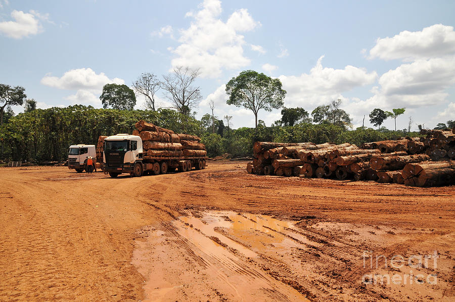 Amazonian Rain Forest Logging e2 Photograph by Shay Levy - Fine Art America