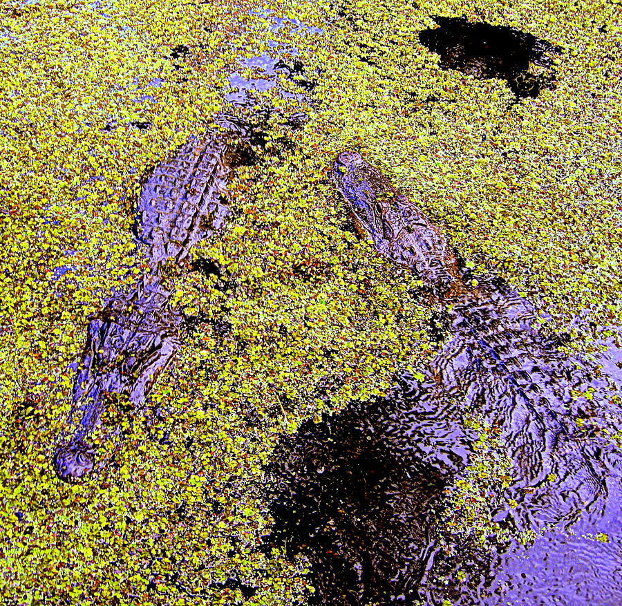 American Alligators in a Louisiana Swamp Photograph by Arthur Swartwout ...