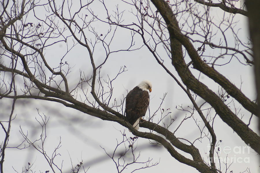 American Bald Eagle 2023 Photograph by Darren Dwayne Frazier - Pixels