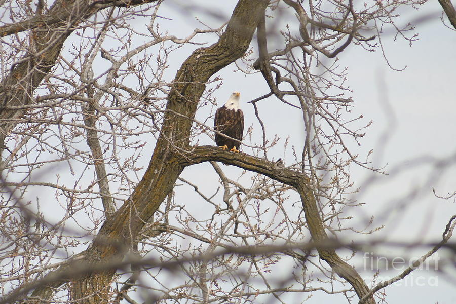 American Bald Eagle 2023 I Photograph by Darren Dwayne Frazier - Fine ...