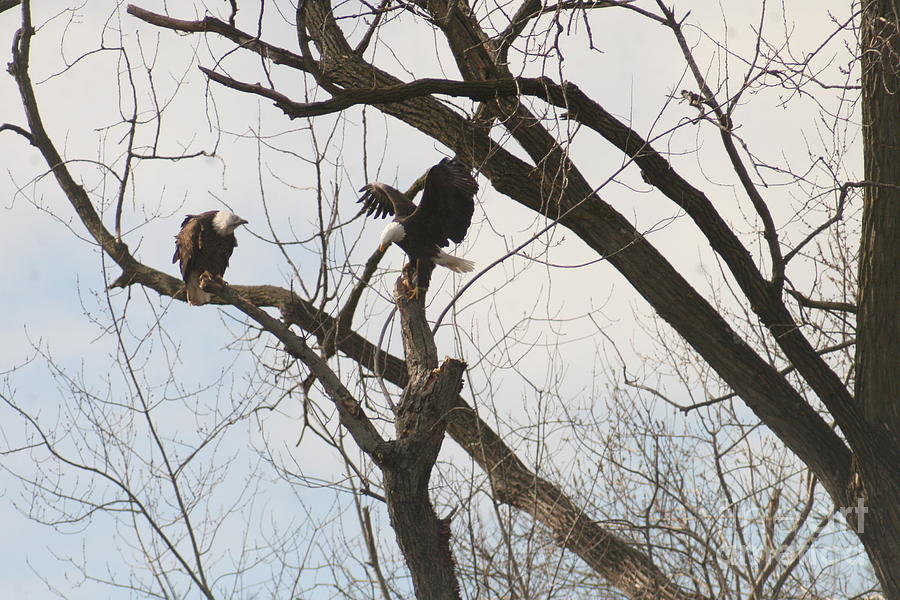 American Bald Eagle 2023 IV Photograph by Darren Dwayne Frazier - Pixels