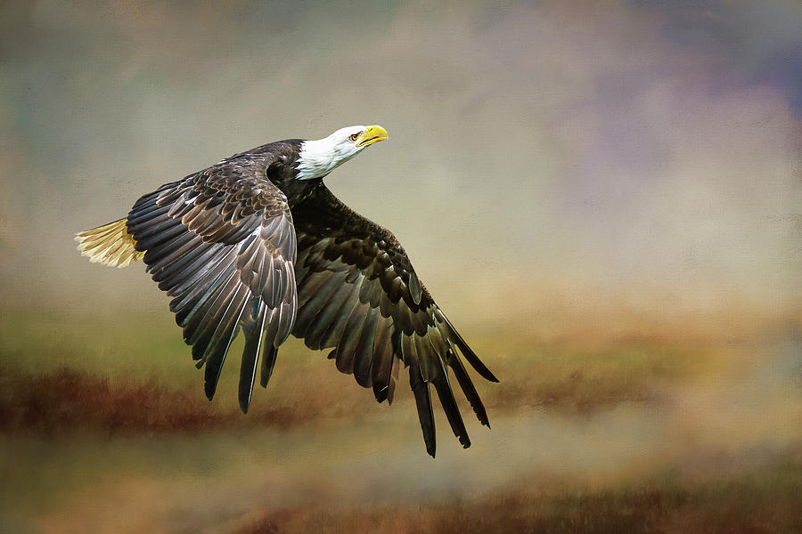 Bald Eagle In Flight #1 Digital Art by Diana Van Tankeren - Fine Art ...