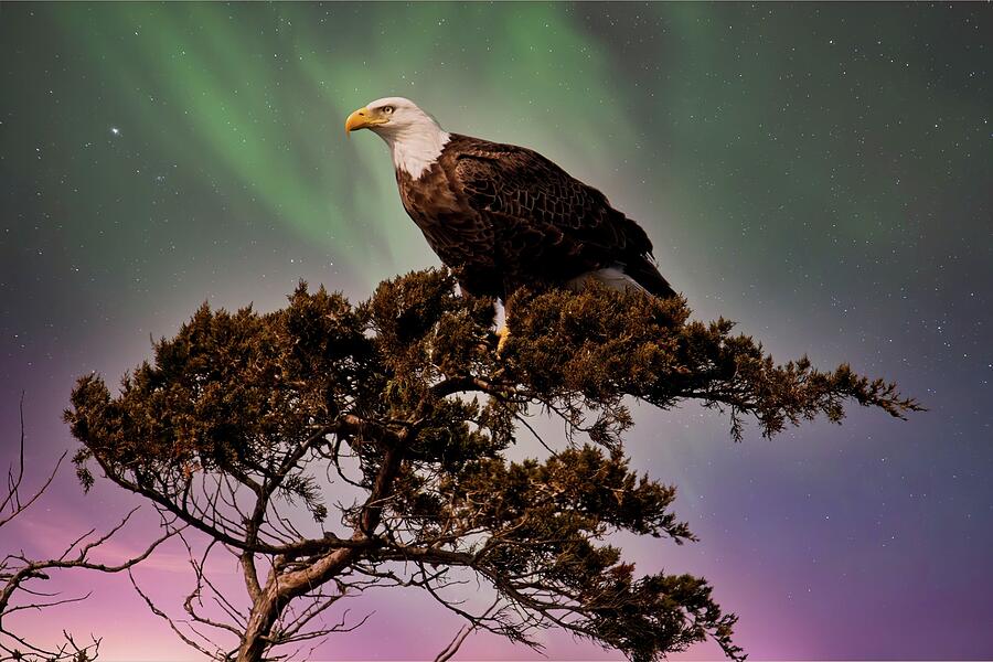 American Bald Eagle Series Photograph by Geraldine Scull - Pixels