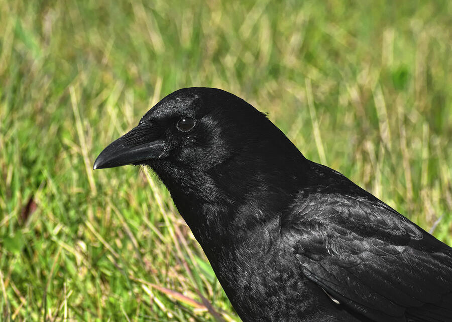 American Crow Portrait Photograph by Rebecca Harmon - Pixels Merch