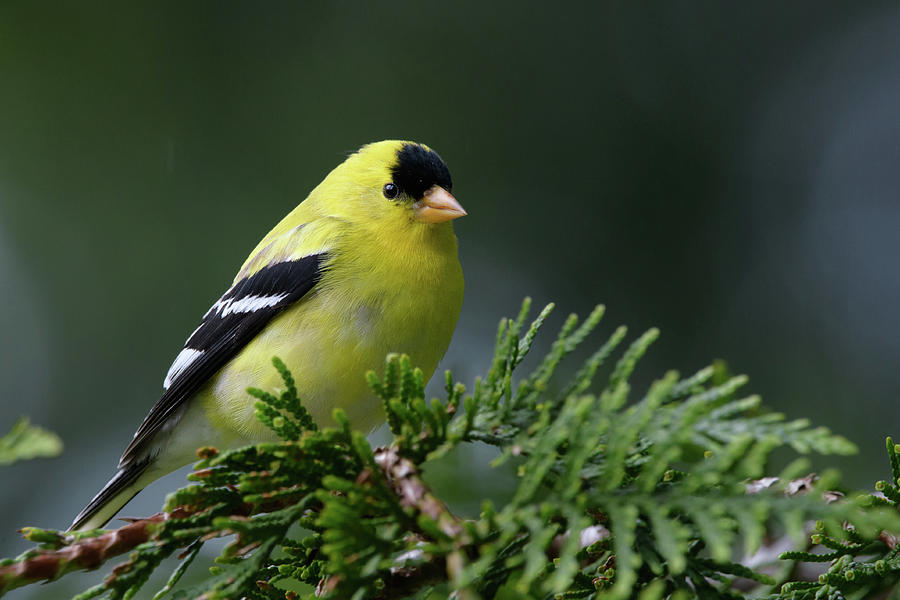 American Goldfinch Male Photograph by A Holtz | Pixels