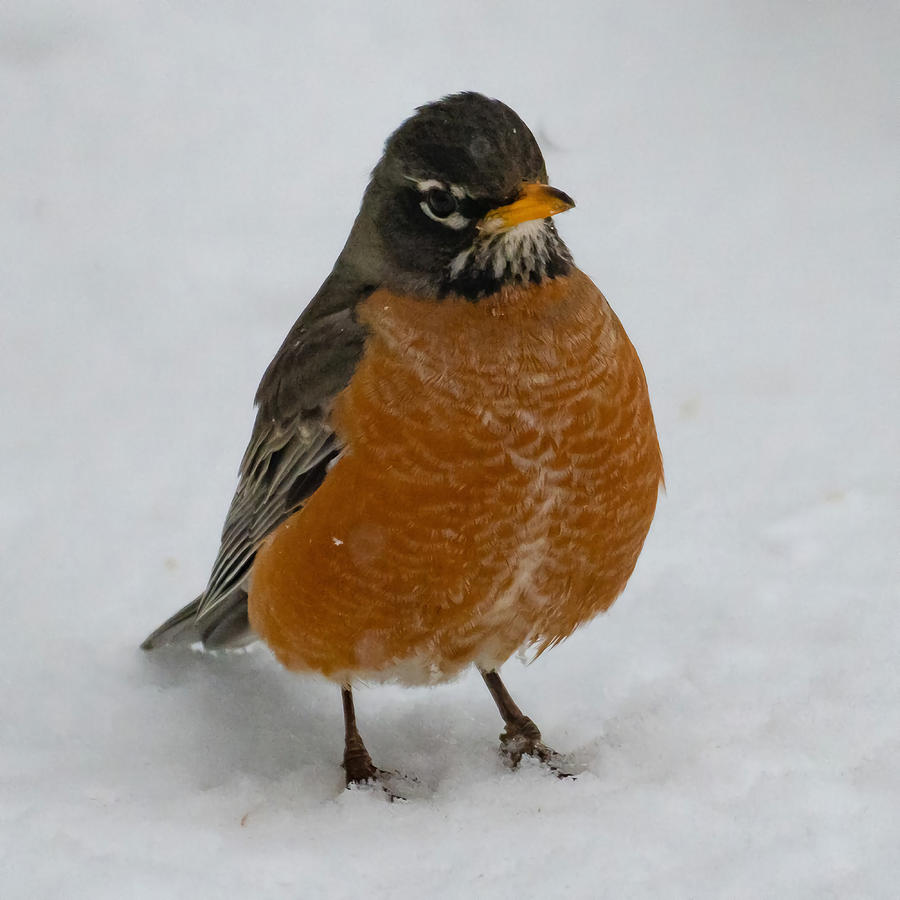 American Robin Painting by Lloyd Kelly | Pixels