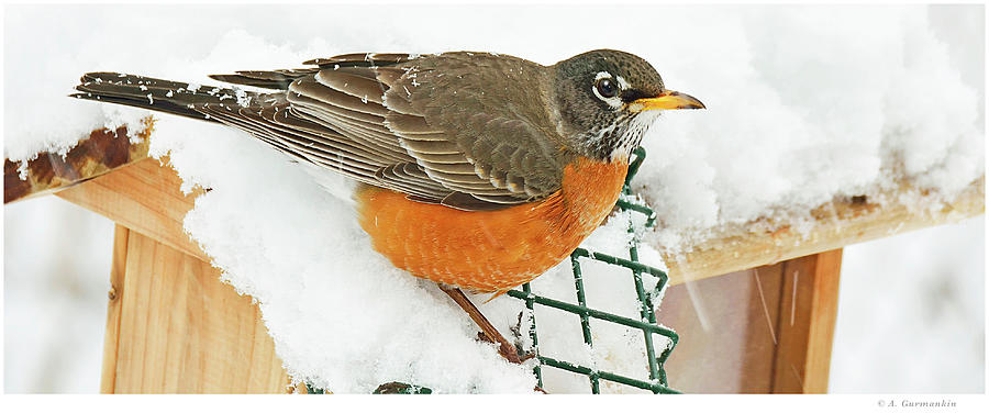 American Robin, Male in Winter Photograph by A Macarthur Gurmankin ...