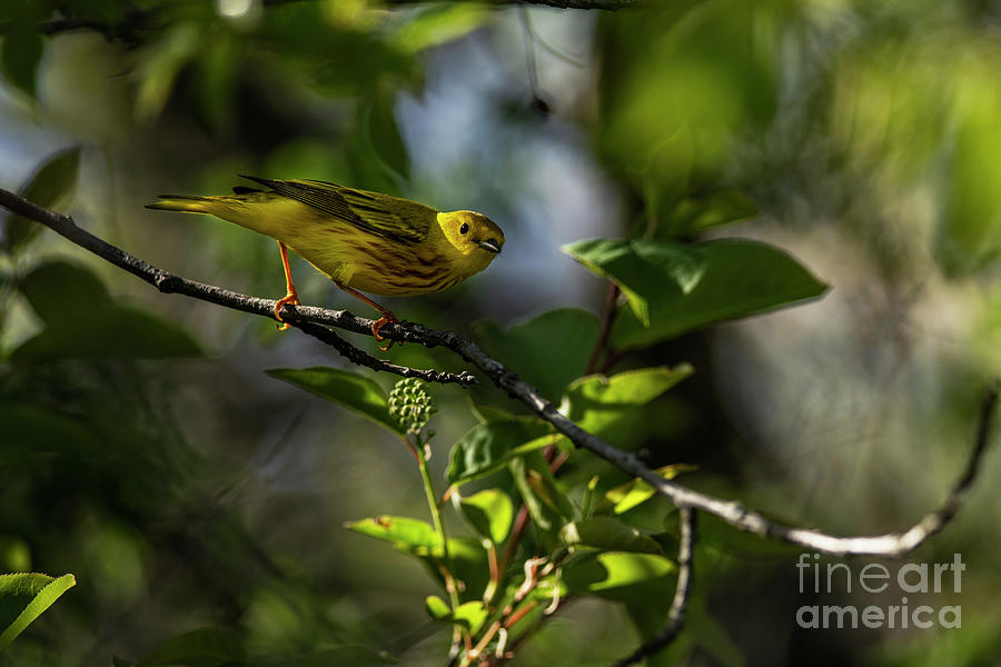 American yellow warbler Photograph by JT Lewis - Fine Art America