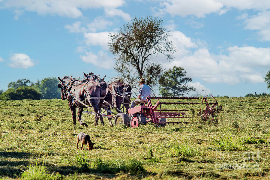 Amish Boy Raking Hay Photograph by David Arment - Pixels Amish Boy Raking Hay Photograph by David Arment - Pixels