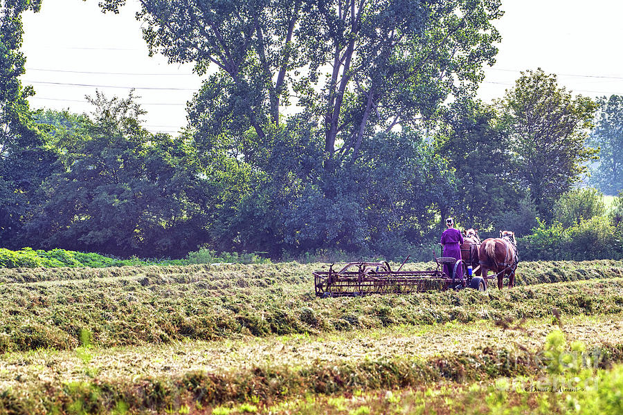 Amish Lady Raking Hay Photograph by David Arment - Pixels Amish Lady Raking Hay Photograph by David Arment - Pixels