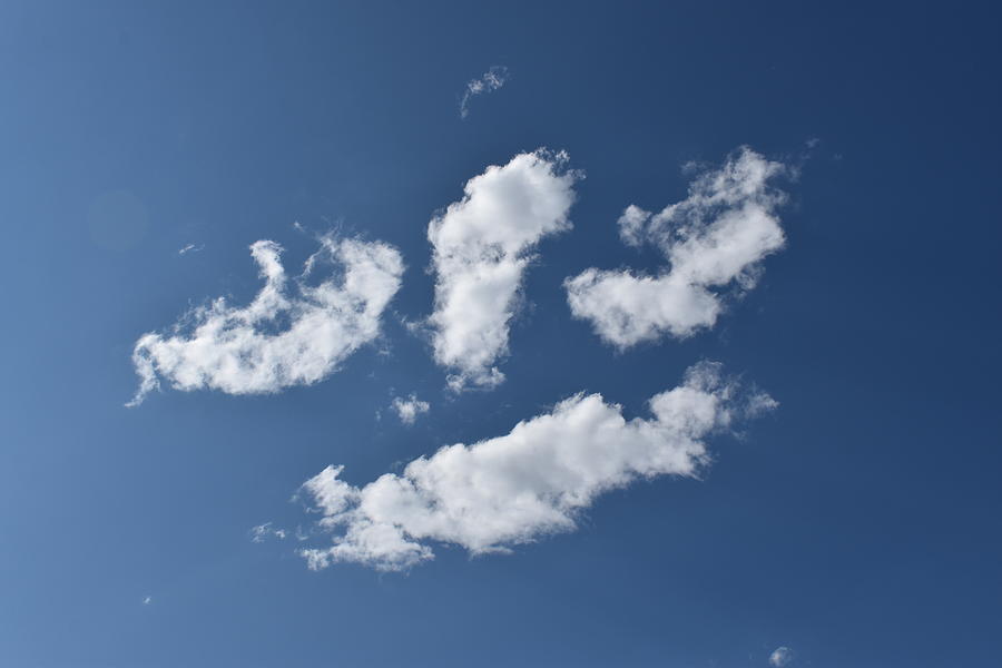 Amoebas Photograph by Kim Ohrns - Fine Art America