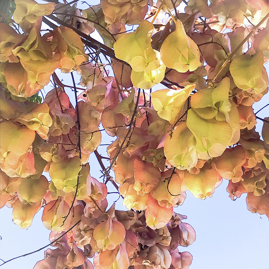 Amore -Image 2- Nature Photography, Tree branch, flowers Photograph by ...