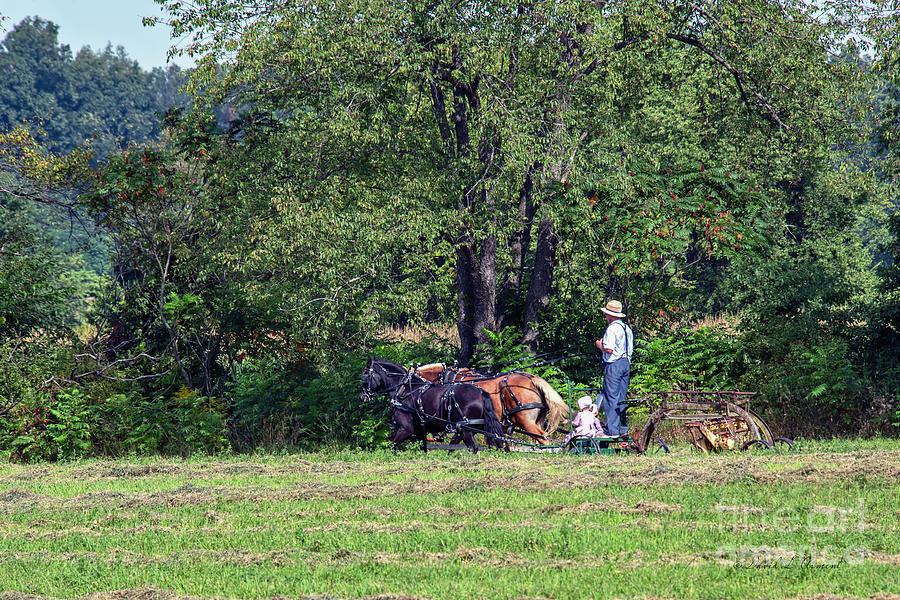 An Amish man and Small Daughters raking hay Photograph by David Arment ... An Amish man and Small Daughters raking hay Photograph by David Arment ...