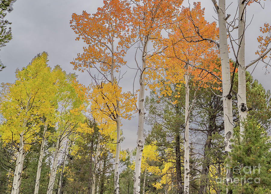 An overcast fall day in Staunton State Park in Colorado Photograph by ...