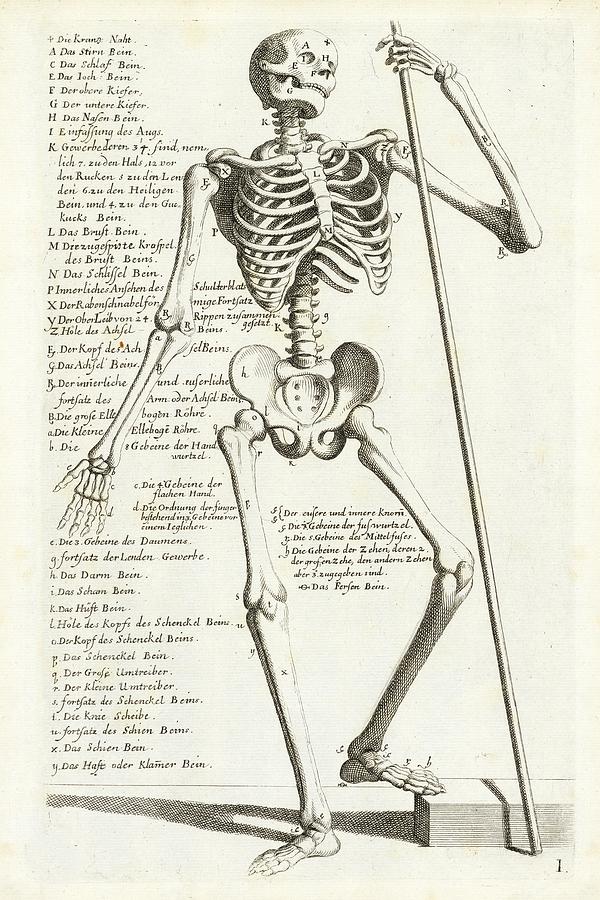 Anatomical diagram showing human skeleton, front view, with legends ...