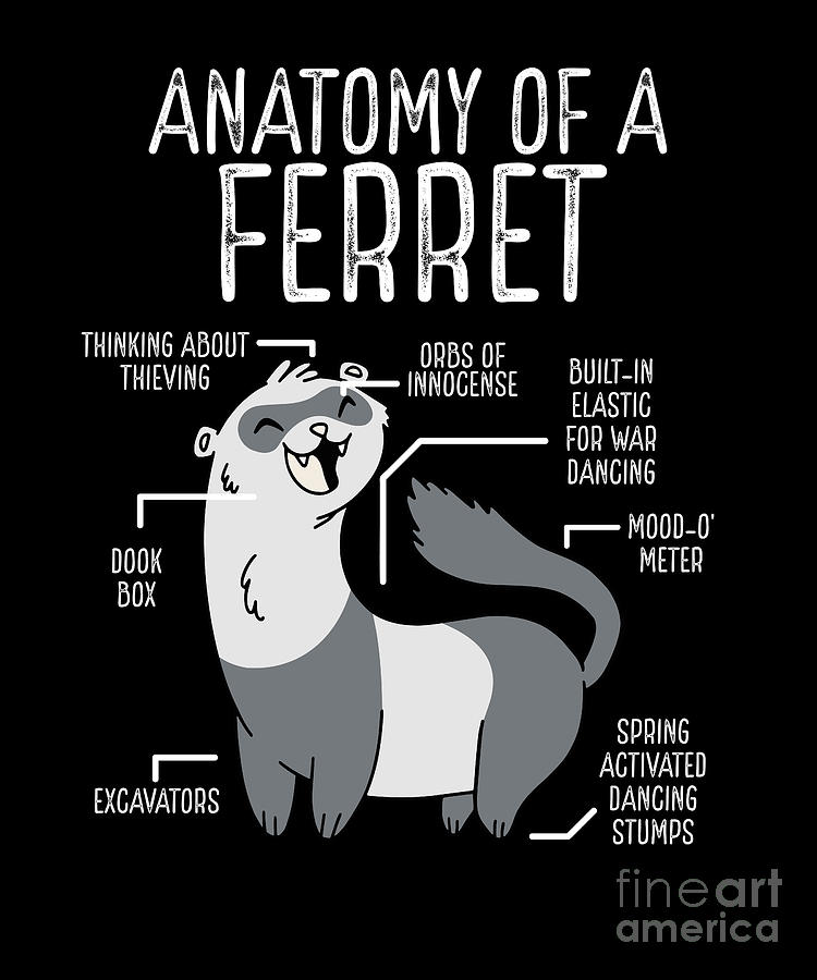 Anatomy of a ferret Digital Art by BeMi90 - Fine Art America