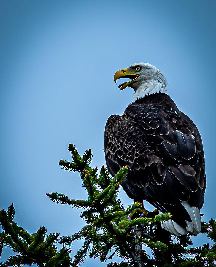 Angry Eagle Photograph by Reid Cooper - Pixels