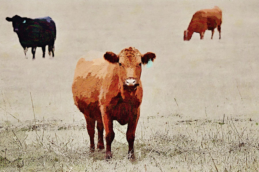 Angus Cows Painterly Digital Art by Gaby Ethington - Fine Art America