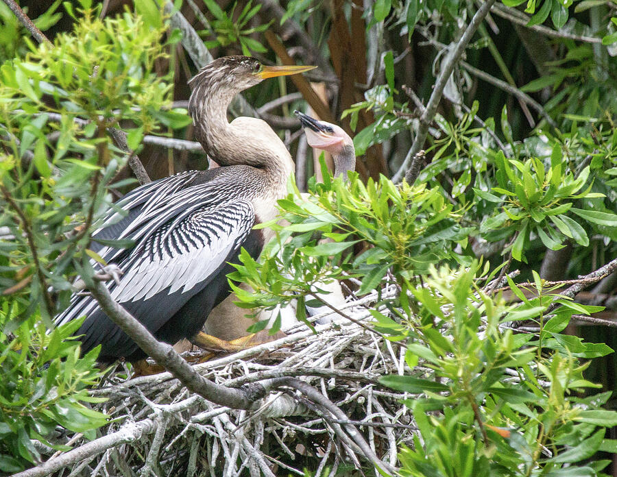 Anhinga and Chick in the Nest Photograph by Donna Kaluzniak - Fine Art ...