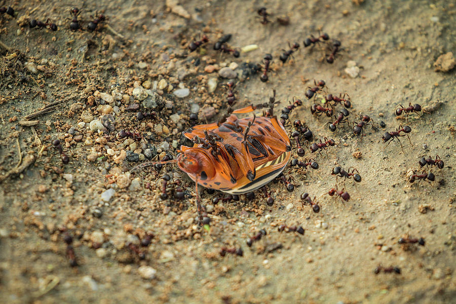 Ant Dining Digital Art by Randy Turnbow - Fine Art America