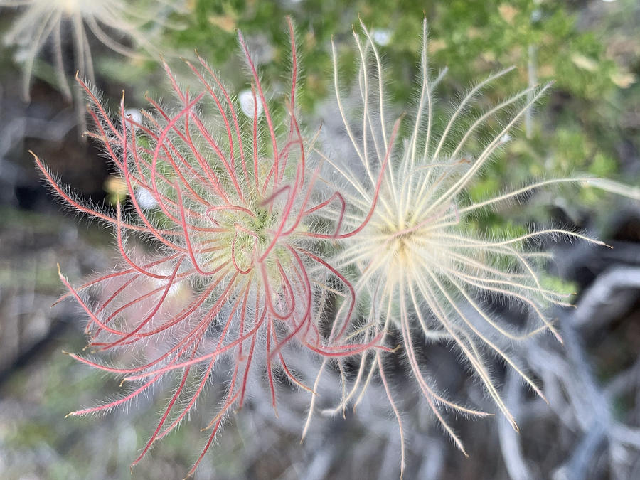Apache Plume Photograph by Grace Willow - Pixels