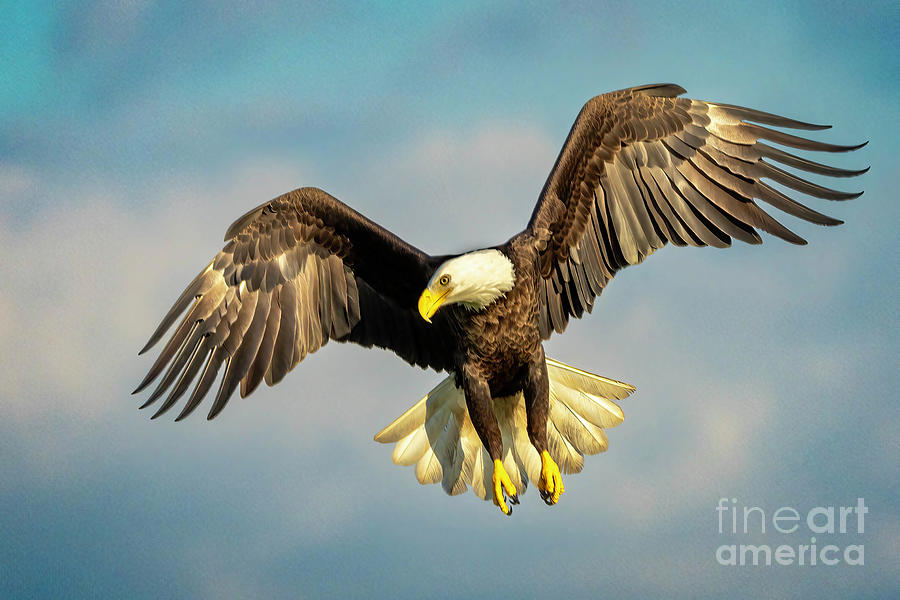 Approaching Eagle Photograph by Tom Claud - Fine Art America