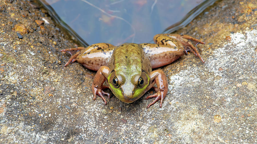 Aquatic Amphibian Southern American Bullfrog Green Pig Frog in Pond ...