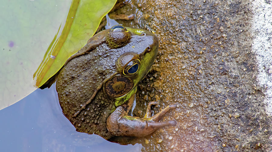 Aquatic Amphibian Southern American Bullfrog Green Pig Frog in Pond ...