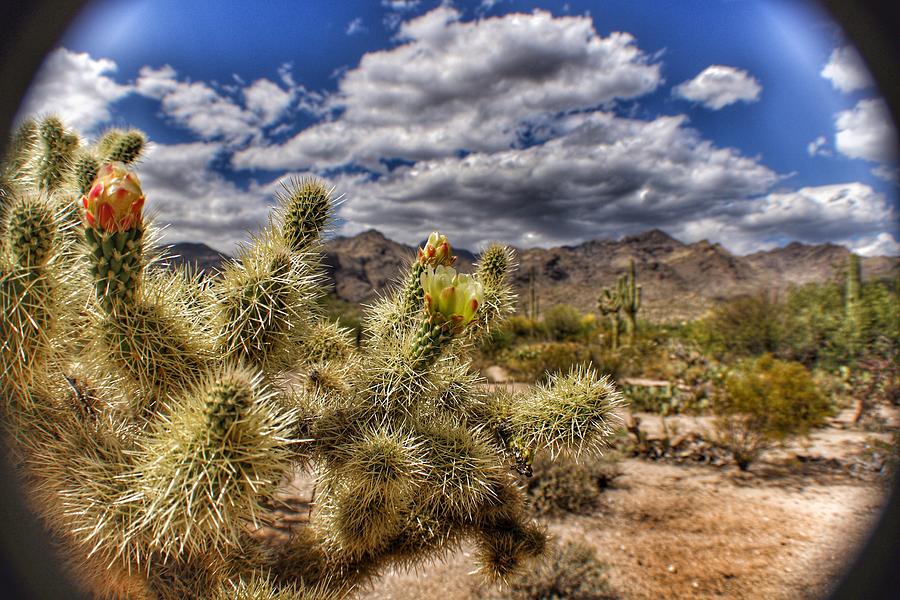Arizona Spring Blooms 2 Photograph by Catalyst Designs - Fine Art America