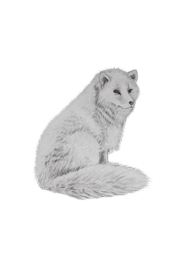 Artic Fox Drawing by Zac Ledford - Pixels