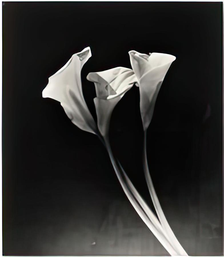 arums 1934 - Dora Maar Painting by Dora Maar - Fine Art America